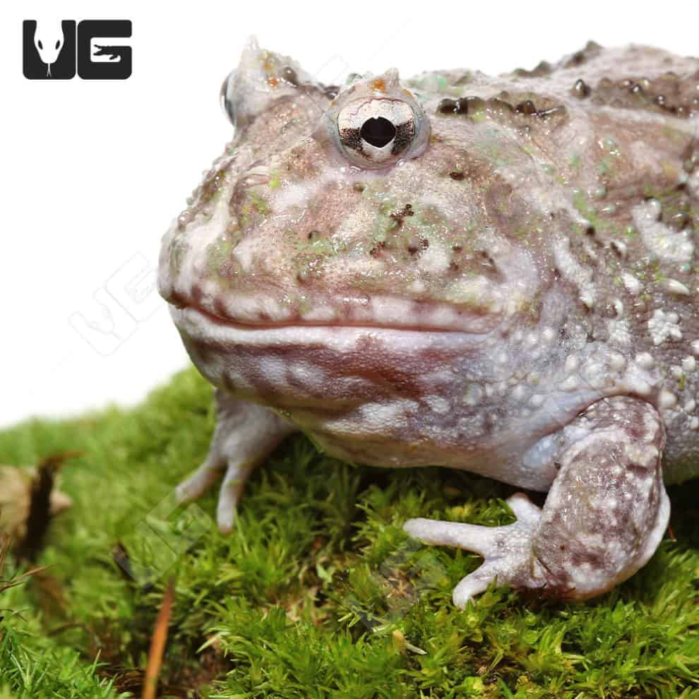 Pacmans & Pixie Frogs For Sale - Underground Reptiles