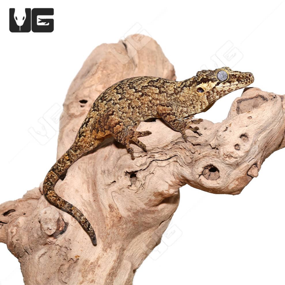 Adult Reticulated Gargoyle Geckos (Rhacodactylus auriculatus) For Sale ...
