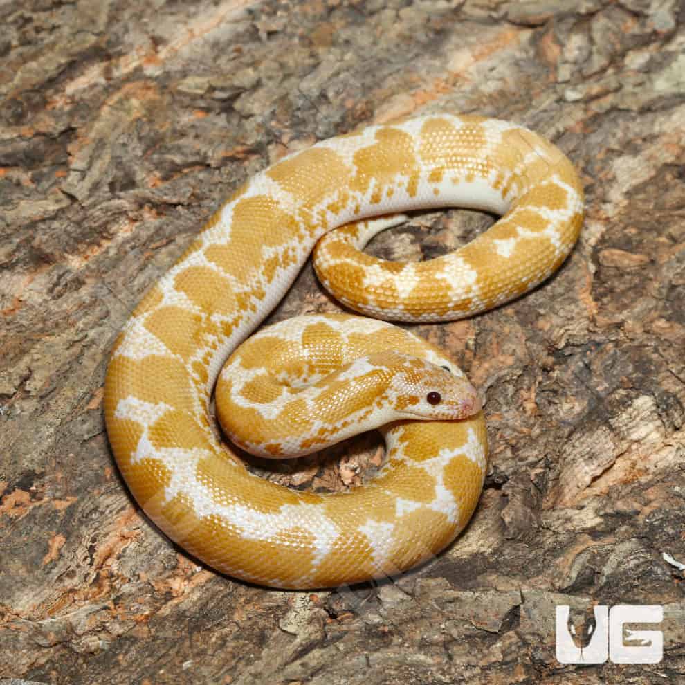 Adult Female Snow Kenyan Sand Boas for sale - Underground Reptiles