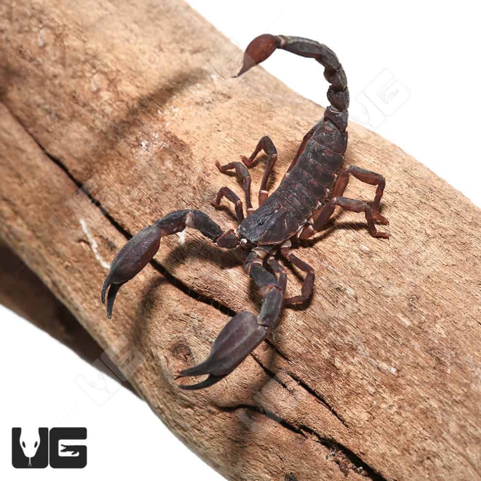 Asian Bush Scorpions (Chaerilus Celebensis) For Sale - Underground Reptiles