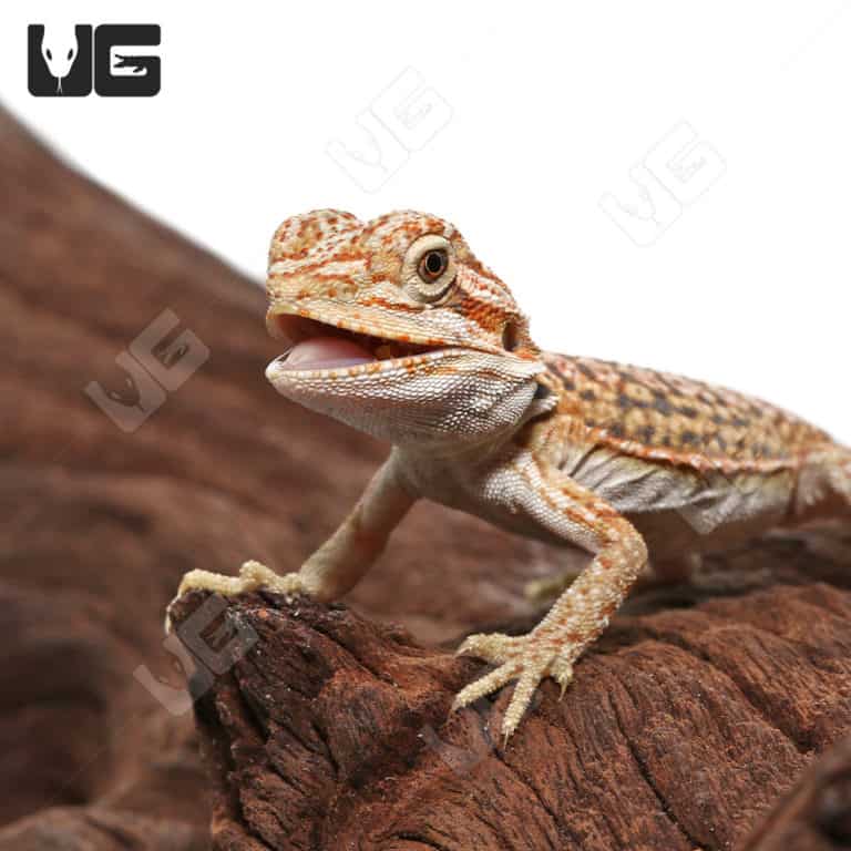 Citrus Dunner Leatherback Bearded Dragons For Sale - Underground Reptiles