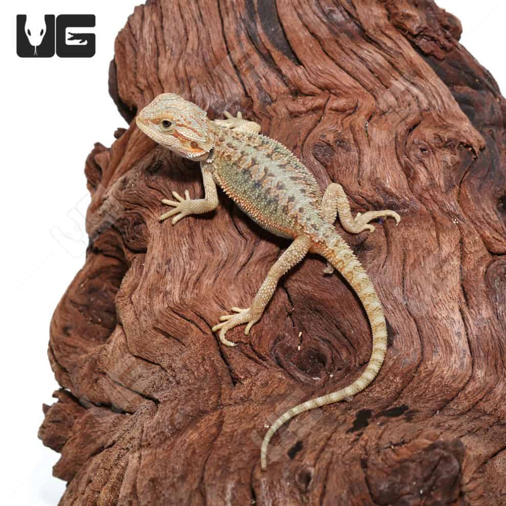 Baby Hypo Translucent Bearded Dragons For Sale - Underground Reptiles