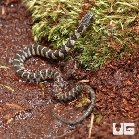 Baby Banded Water Snakes For Sale - Underground Reptiles