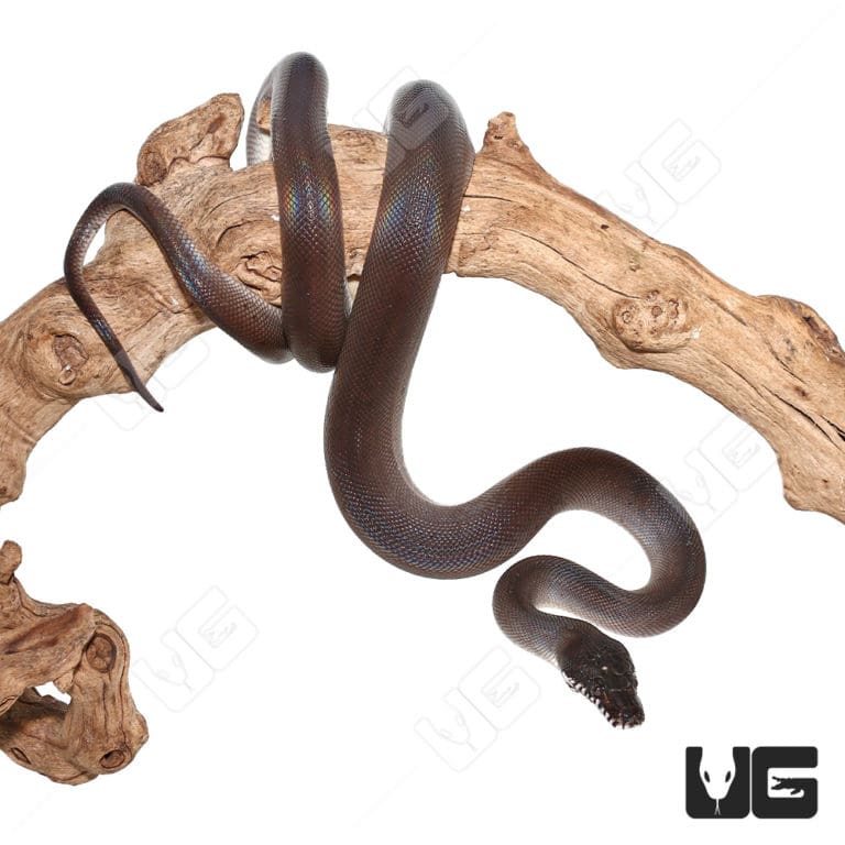 Baby White Lipped Python For Sale - Underground Reptiles