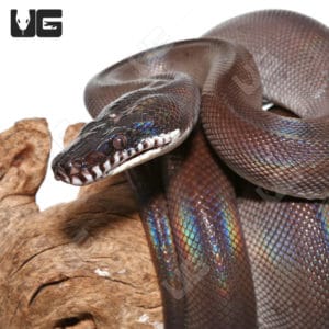 Pythons For Sale - Underground Reptiles