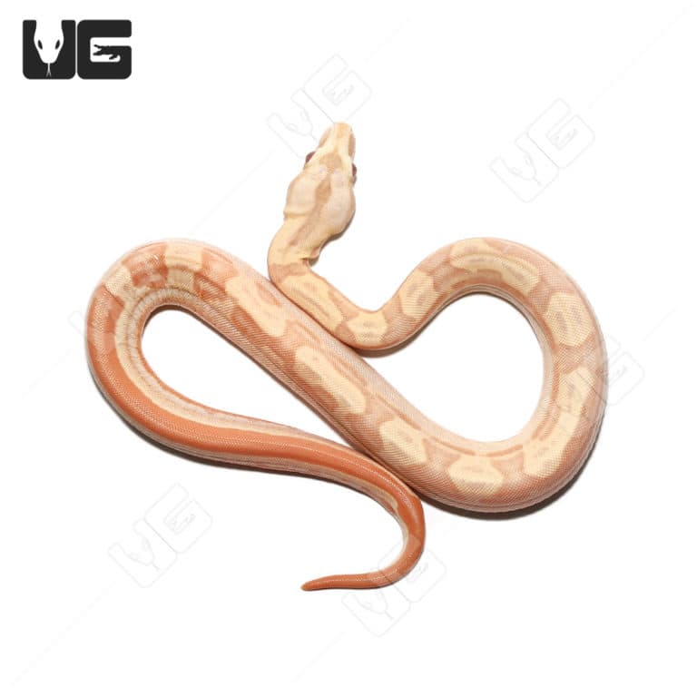 Albino Hypo Motley Het Anery Boa (Boa imperator) For Sale - Underground ...