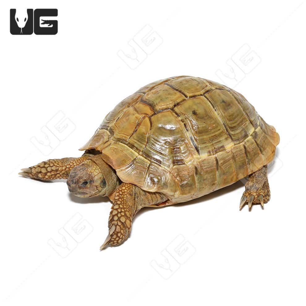Tortoises For Sale - Underground Reptiles