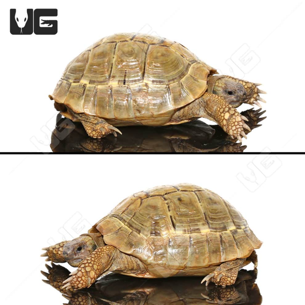 Hermann's Tortoise For Sale - Underground Reptiles