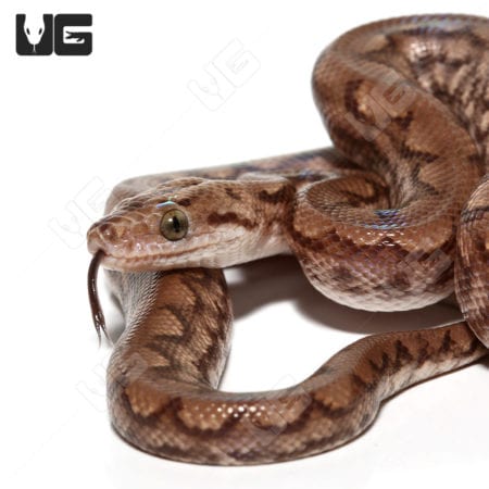 Baby Brazilian Rainbow Boas For Sale - Underground Reptiles