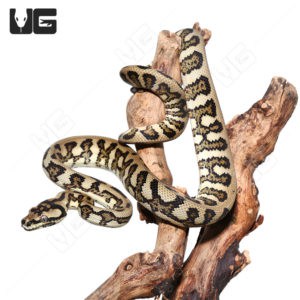 High Contrast Queensland Jaguar Carpet Pythons (Morelia spilota ...