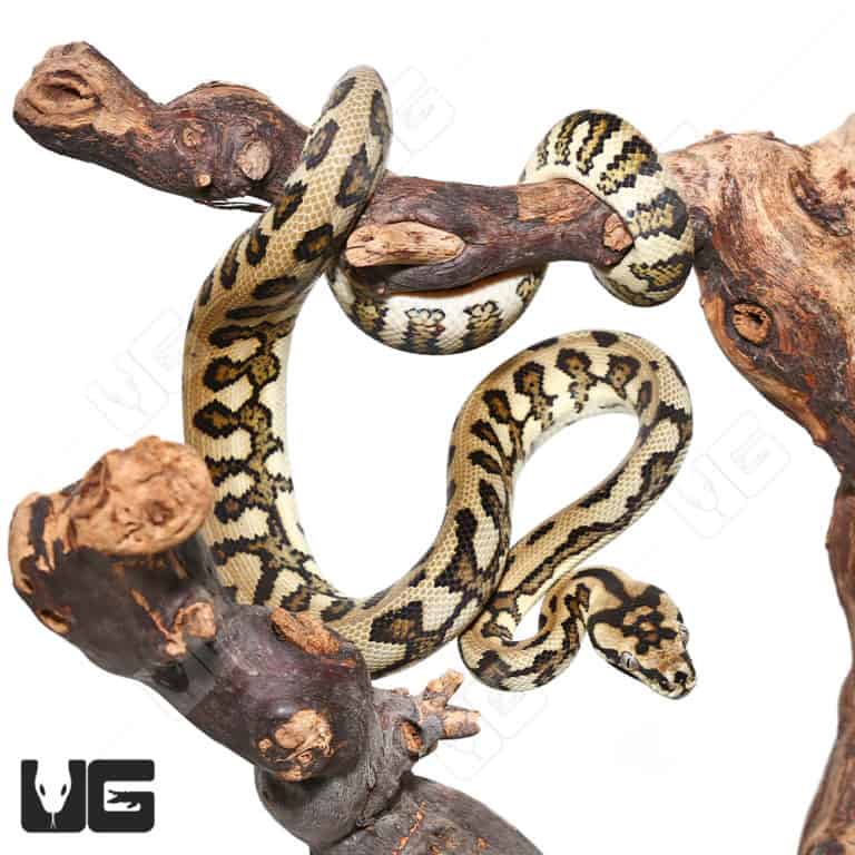 High Contrast Queensland Jaguar Carpet Pythons (Morelia spilota ...