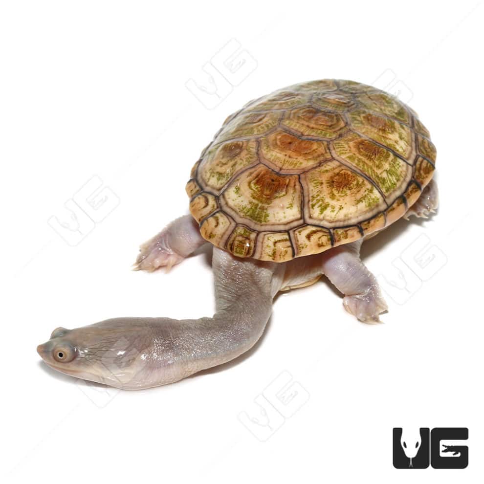 Indonesian Snake Neck Turtle (Chelodina siebenrocki) For Sale ...