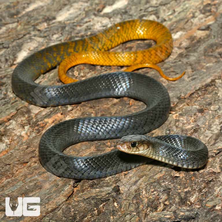 New Reptiles & Amphibians - Underground Reptiles