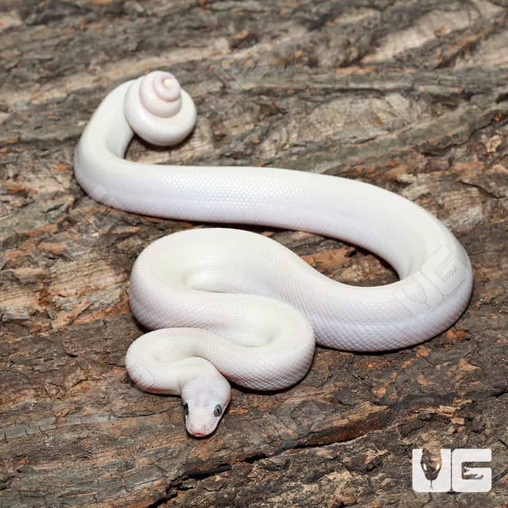 Baby Brazilian Rainbow Boas For Sale - Underground Reptiles