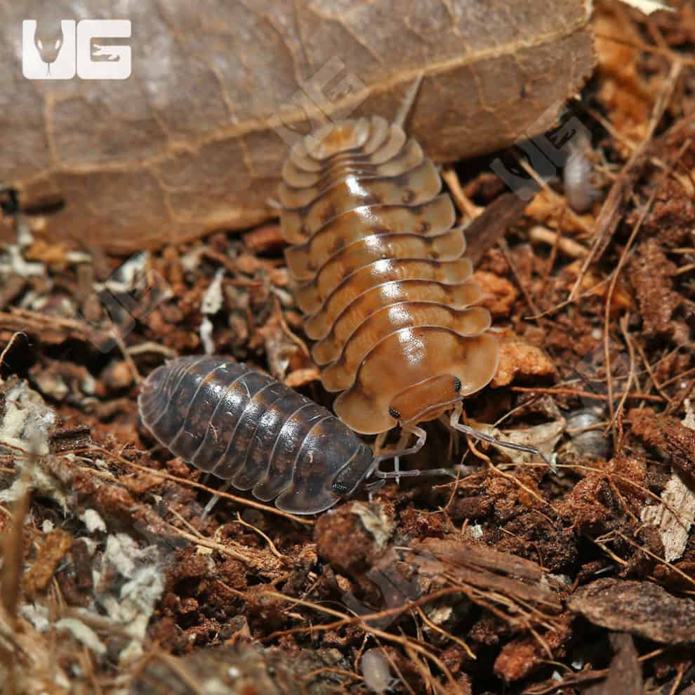 Isopods For Sale - Underground Reptiles