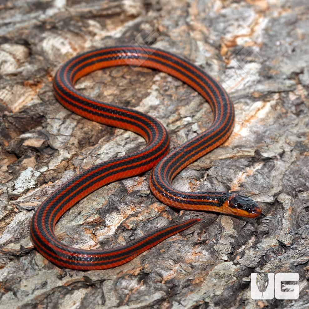 Reinhardt's Snake-Eaters For Sale - Underground Reptiles