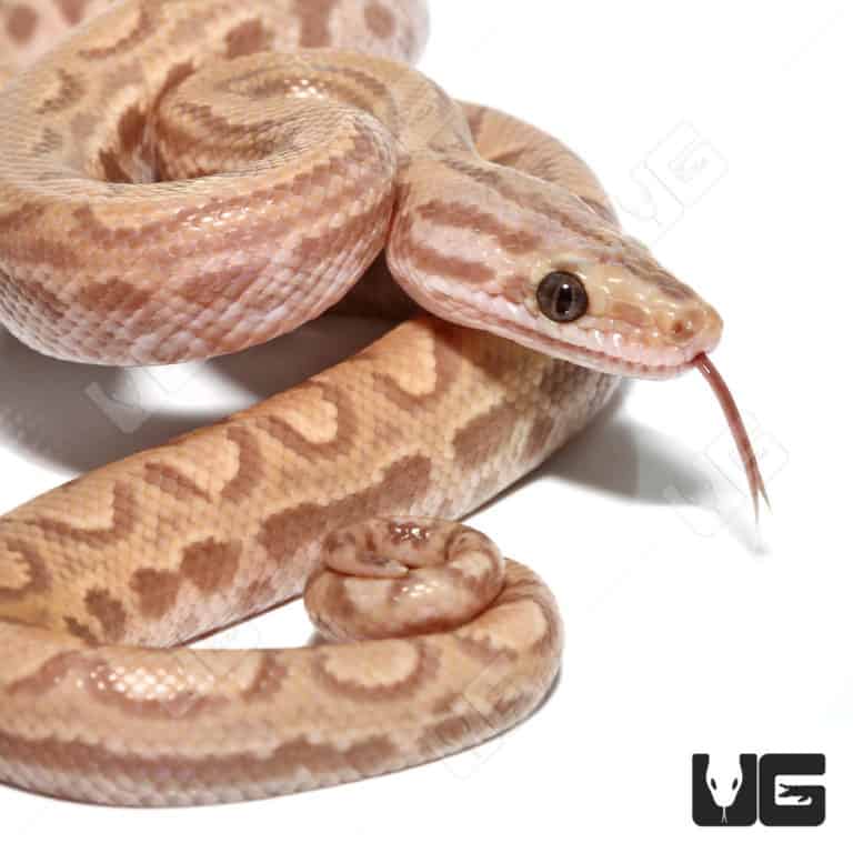 All Snakes For Sale - Underground Reptiles