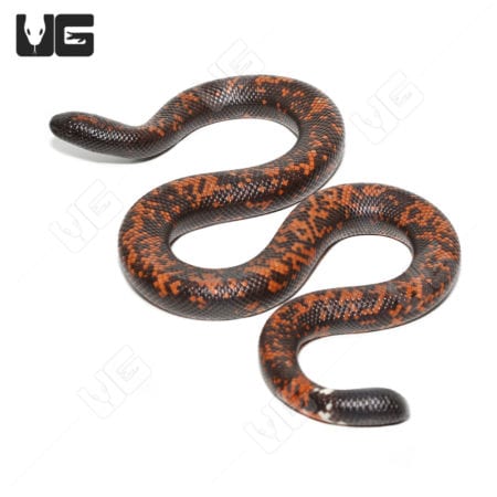 Yearling Calabar Python For Sale - Underground Reptiles