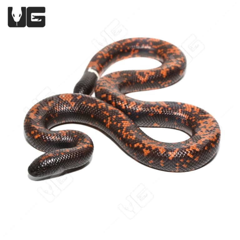 Yearling Calabar Python For Sale - Underground Reptiles