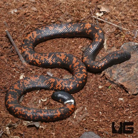 Yearling Calabar Python For Sale - Underground Reptiles