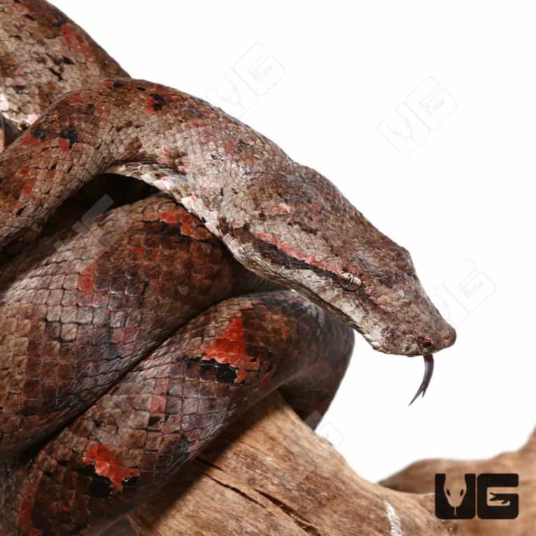 Adult Solomon Island Tree Boa for sale - Underground Reptiles