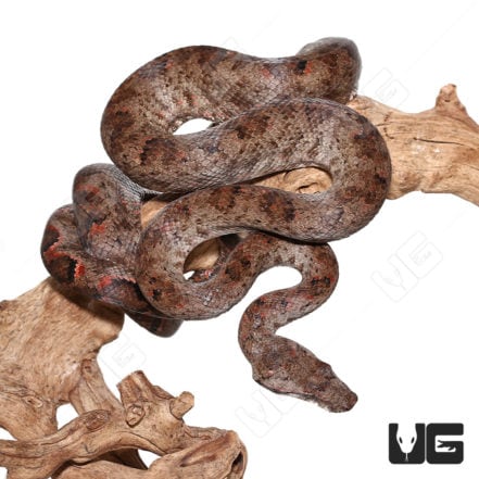 Adult Solomon Island Tree Boa for sale - Underground Reptiles