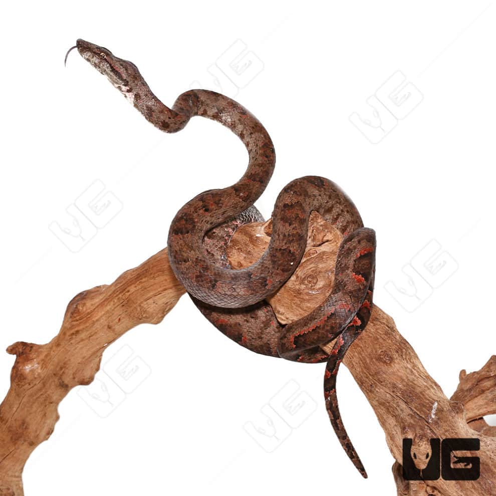 Adult Solomon Island Tree Boa for sale - Underground Reptiles