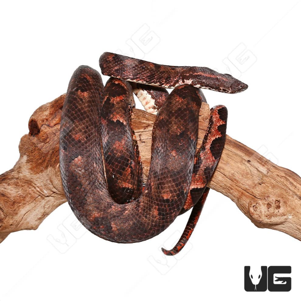 Adult Solomon Island Tree Boa for sale - Underground Reptiles