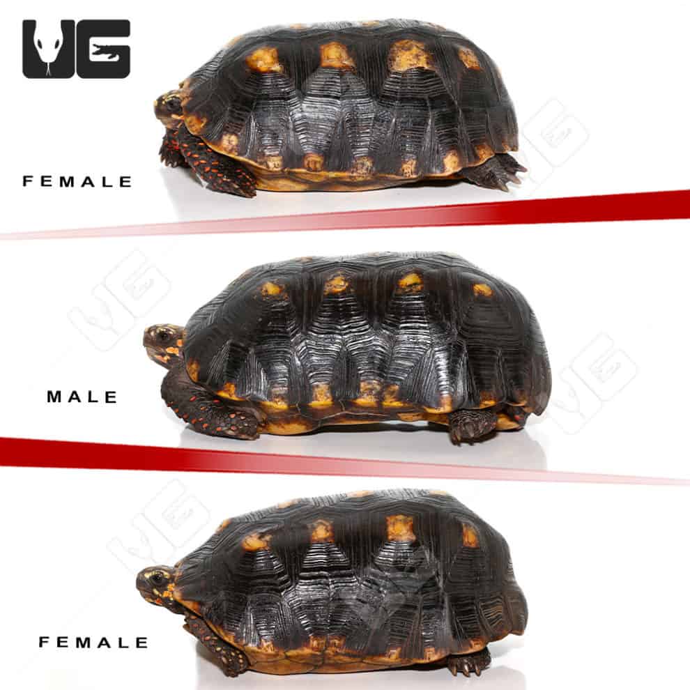 Redfoot Tortoise For Sale - Underground Reptiles