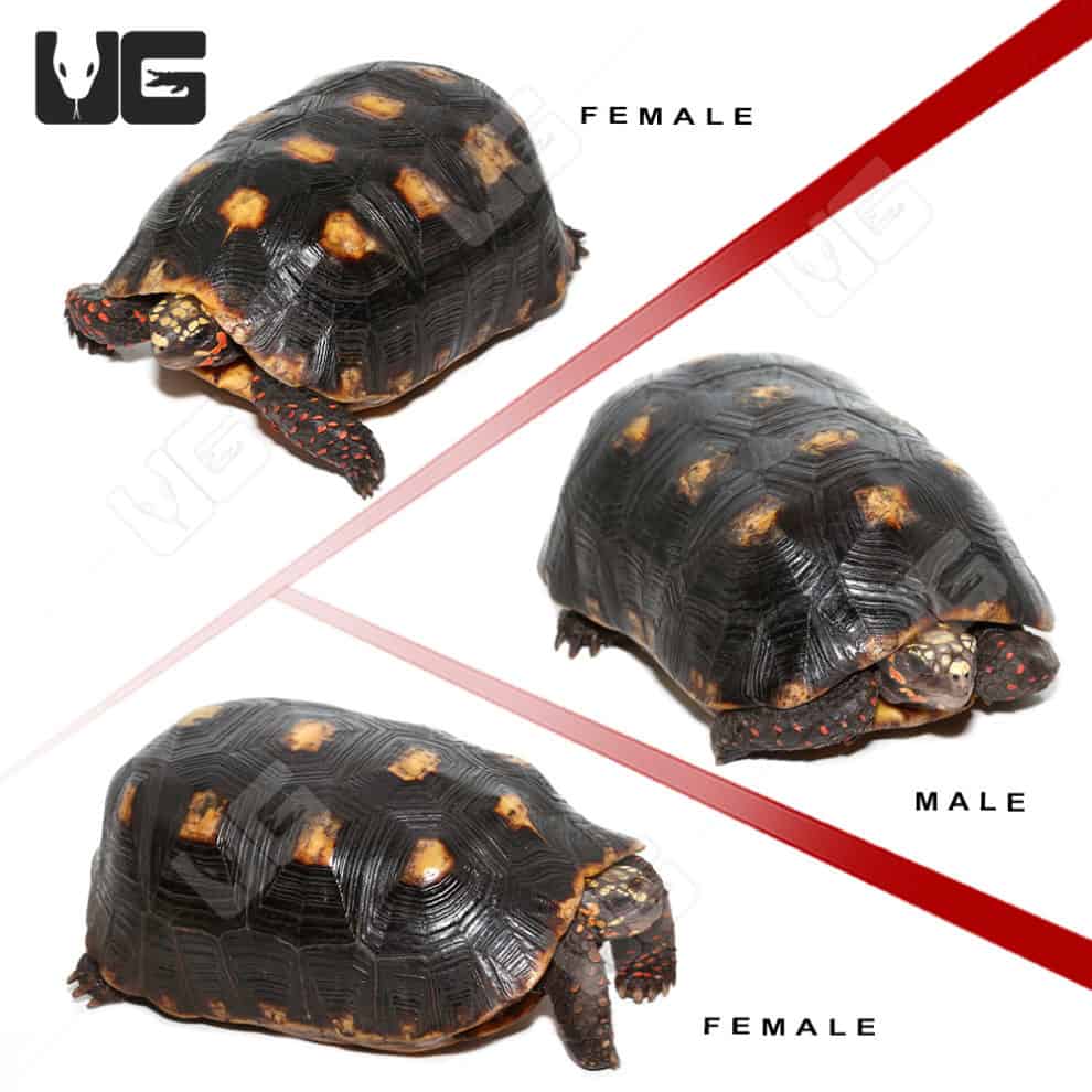 Redfoot Tortoise For Sale - Underground Reptiles