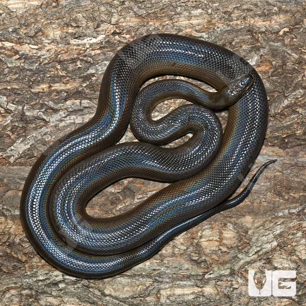 Water Python (Liasis fuscus) For Sale - Underground Reptiles