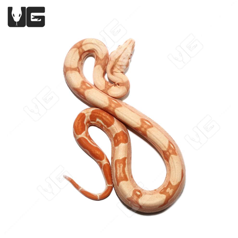 Baby Baby Enchi Firefly Hypo Ball Python For Sale - Underground Reptiles
