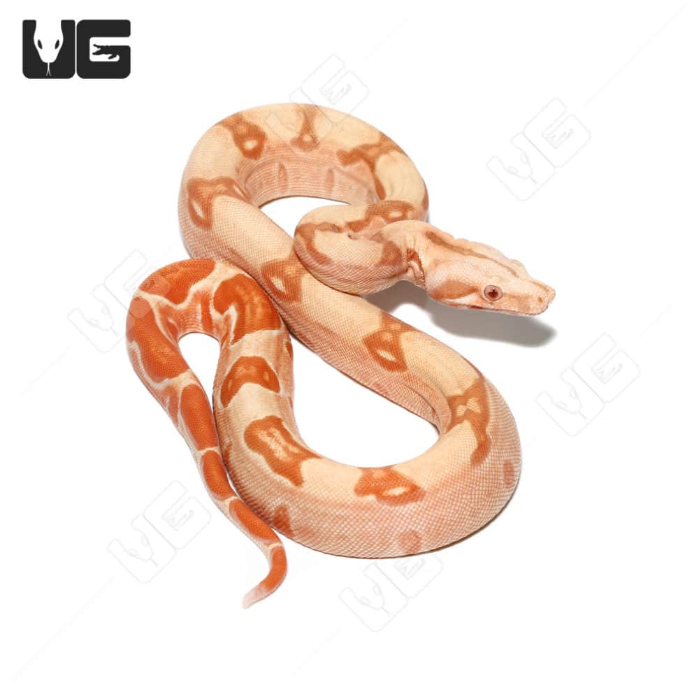 Baby Baby Enchi Firefly Hypo Ball Python For Sale - Underground Reptiles