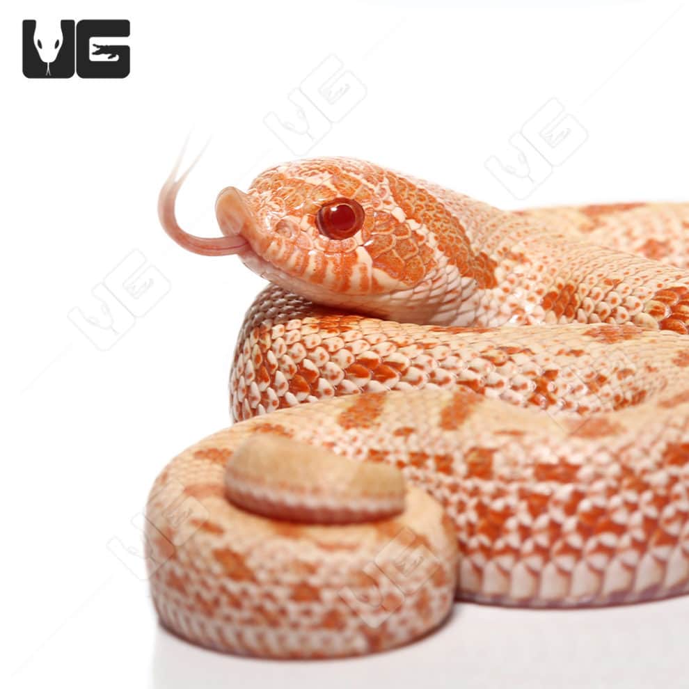 Adult Male Albino Western Hognose Snake - Underground Reptiles