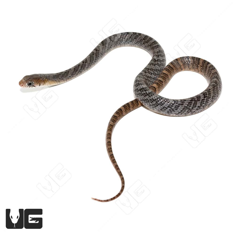 Yellowtail Cribo For Sale - Underground Reptiles
