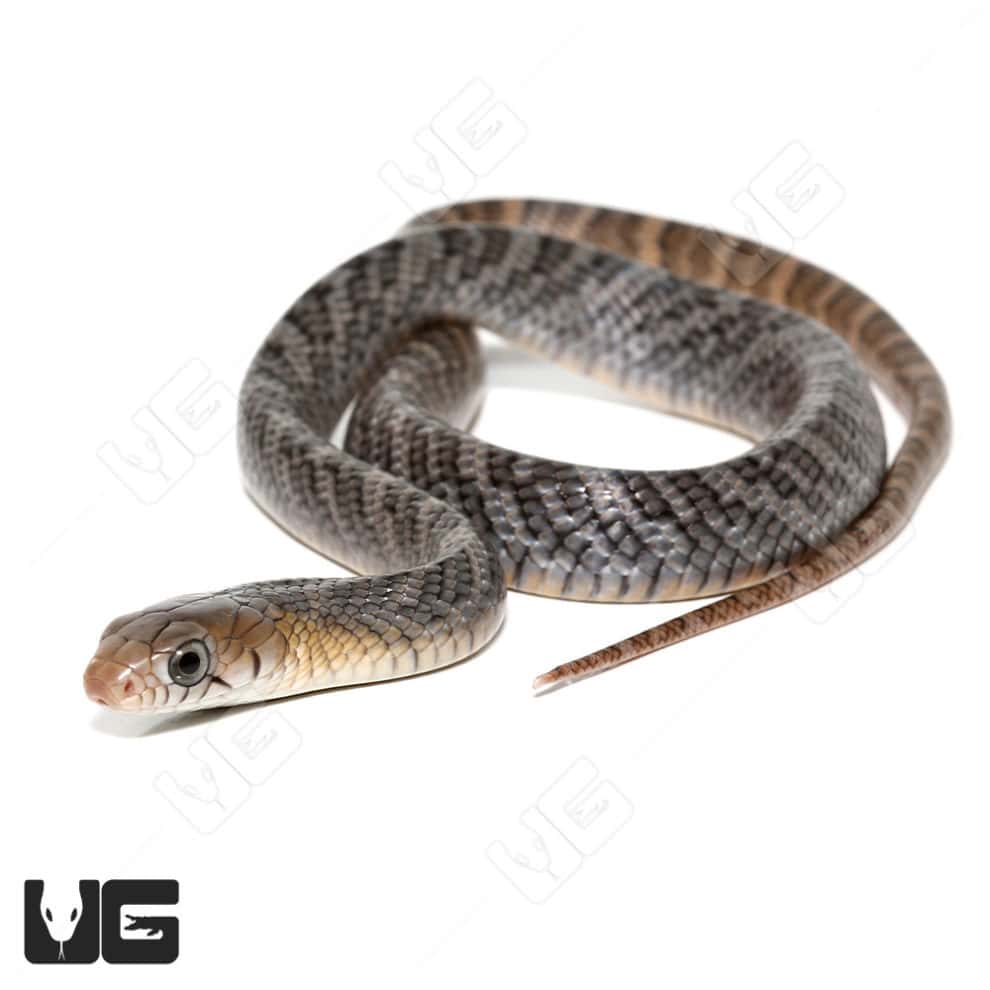 Yellowtail Cribo For Sale - Underground Reptiles