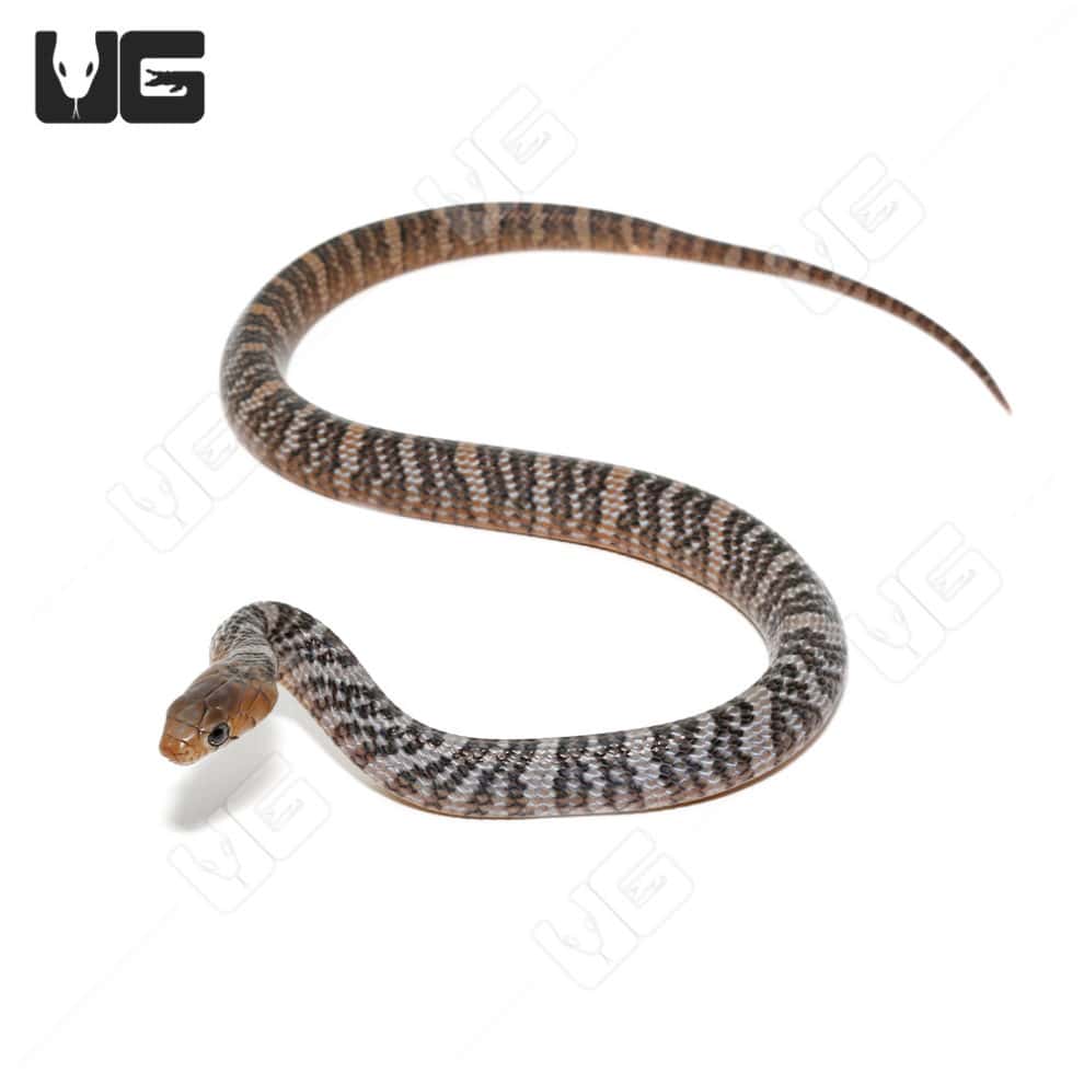 Captive Bred Animals - Underground Reptiles