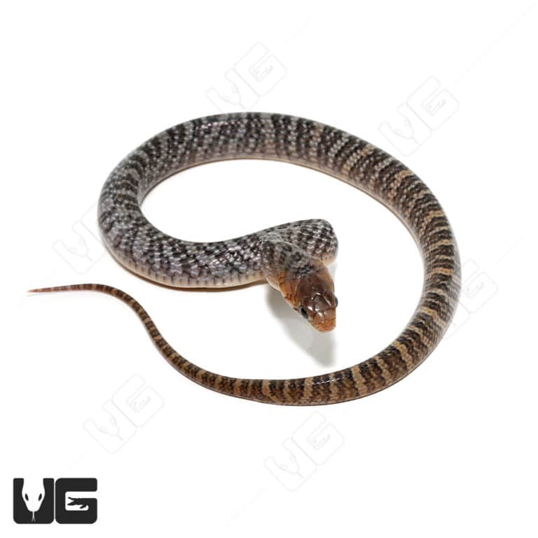 Captive Bred Animals - Underground Reptiles