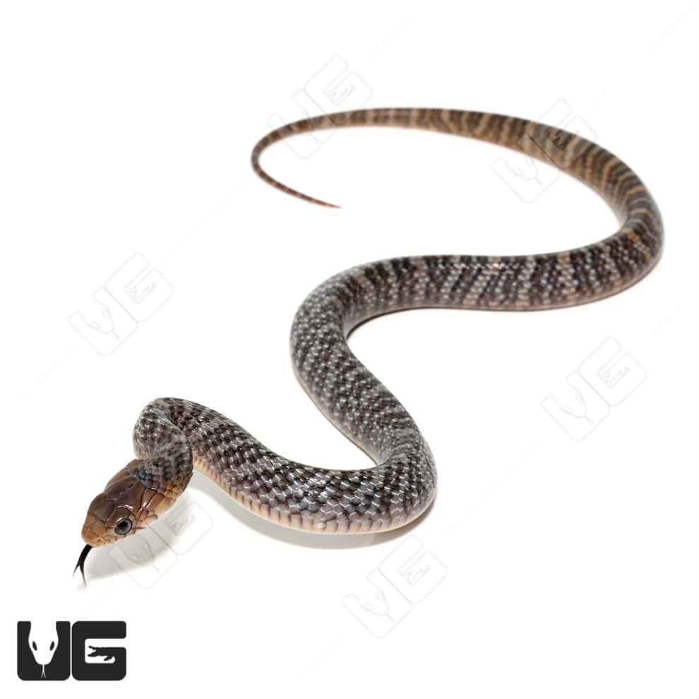 Yellowtail Cribo For Sale - Underground Reptiles
