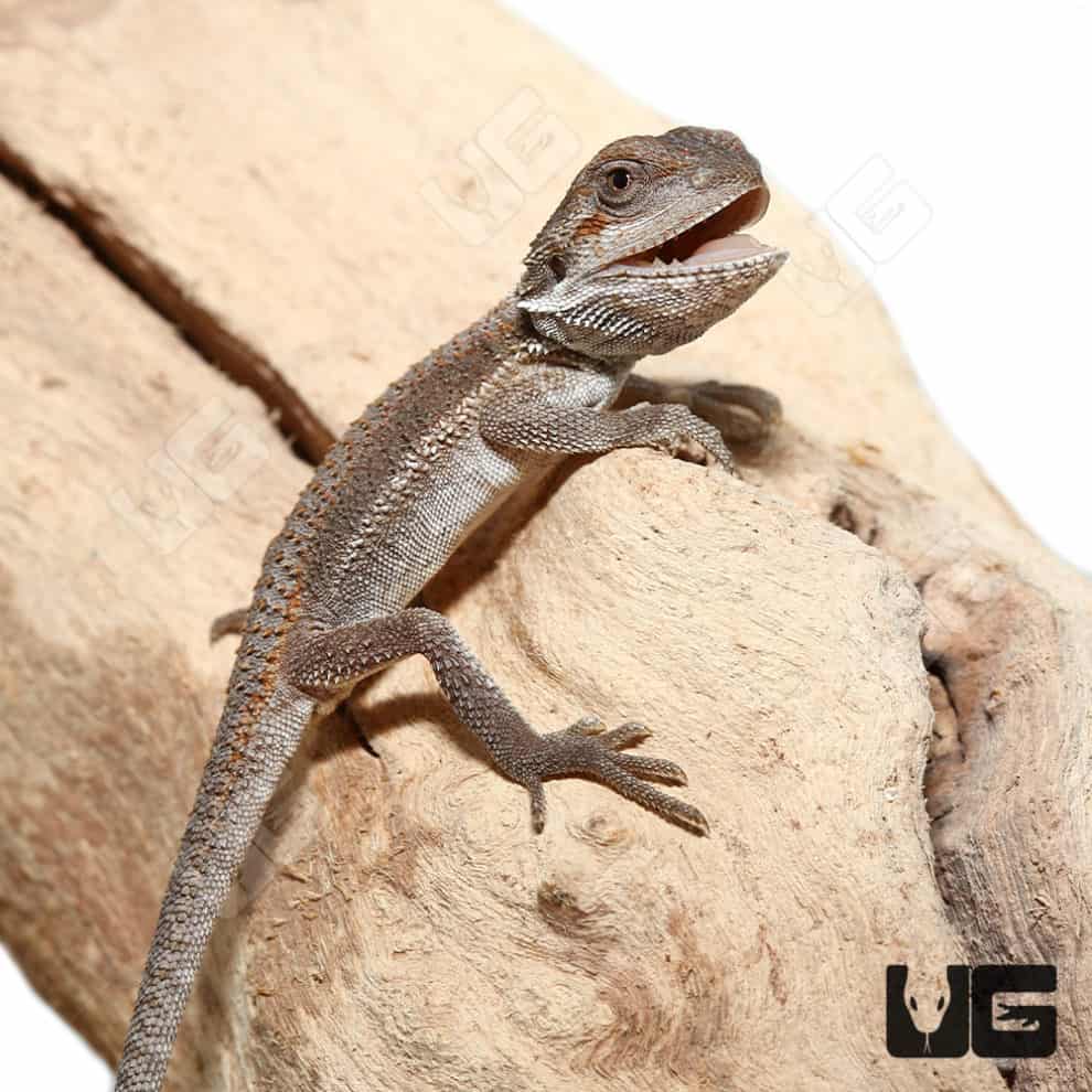 Baby Genetic Stripe Bearded Dragon (4 - 5") - Underground Reptiles