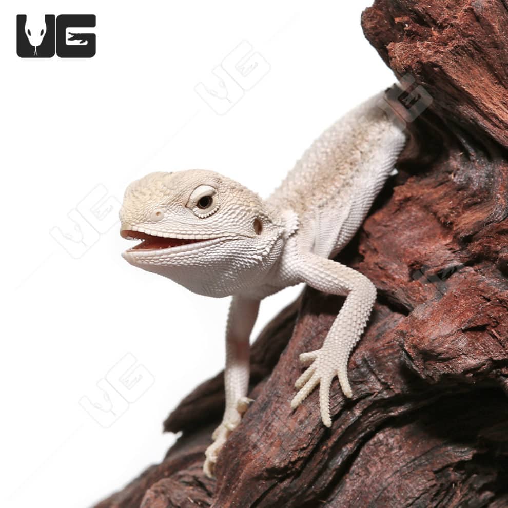 Baby Hypo Inferno Dunner Bearded Dragons for sale - Underground Reptiles
