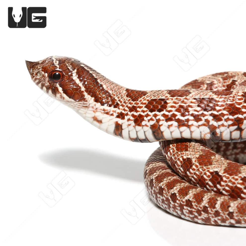 Baby Western Hognose Snakes For Sale - Underground Reptiles