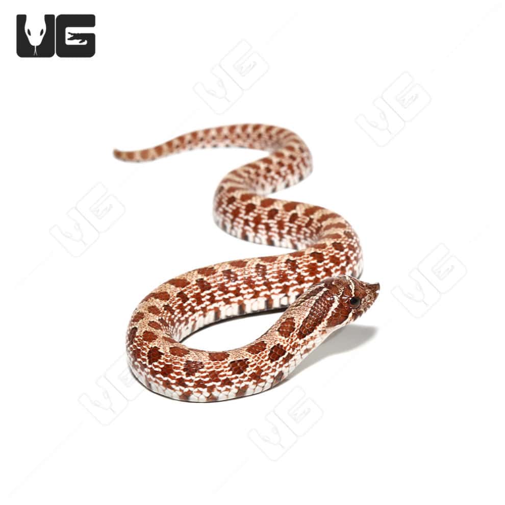 Baby Western Hognose Snakes For Sale - Underground Reptiles