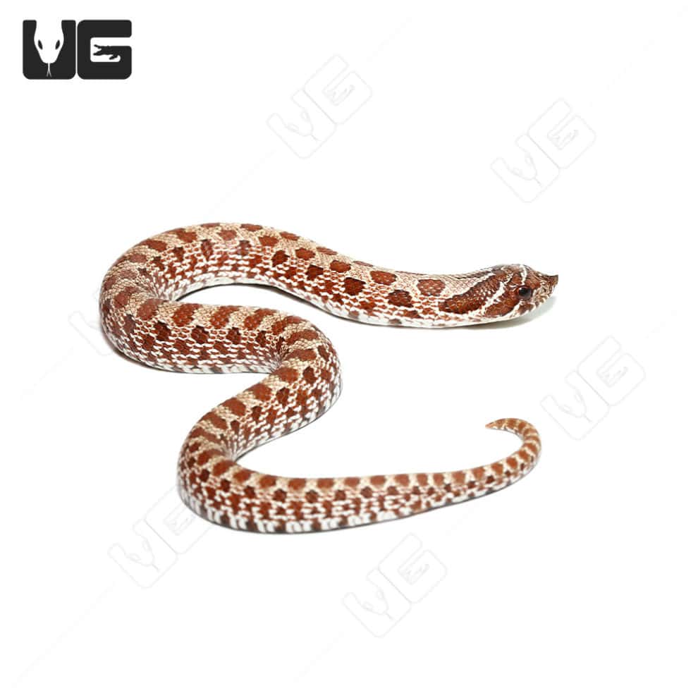 Baby Western Hognose Snakes For Sale - Underground Reptiles