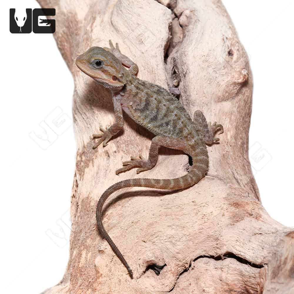 Baby Translucent Bearded Dragons (Pogona vitticeps) For Sale ...