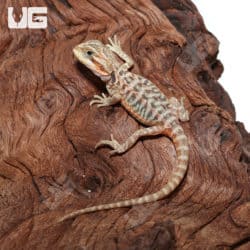 Translucent Leatherback Bearded Dragons For Sale - Underground Reptiles
