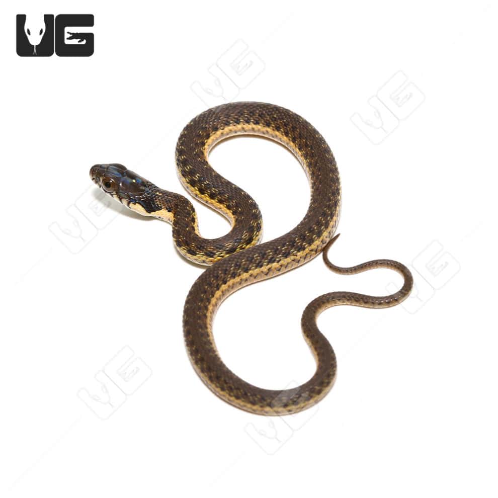 Baby Eastern Garter Snakes For Sale - Underground Reptiles