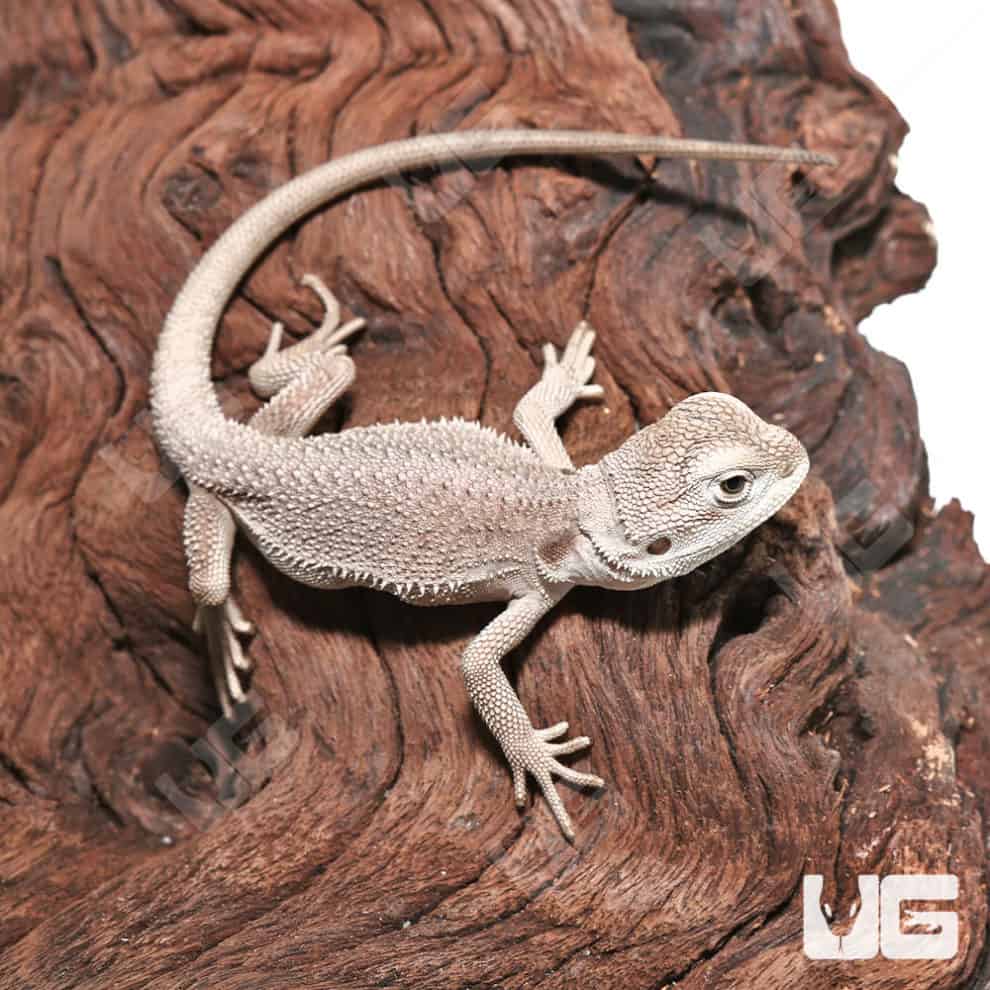 Baby Hypo Inferno Dunner Bearded Dragons for sale - Underground Reptiles