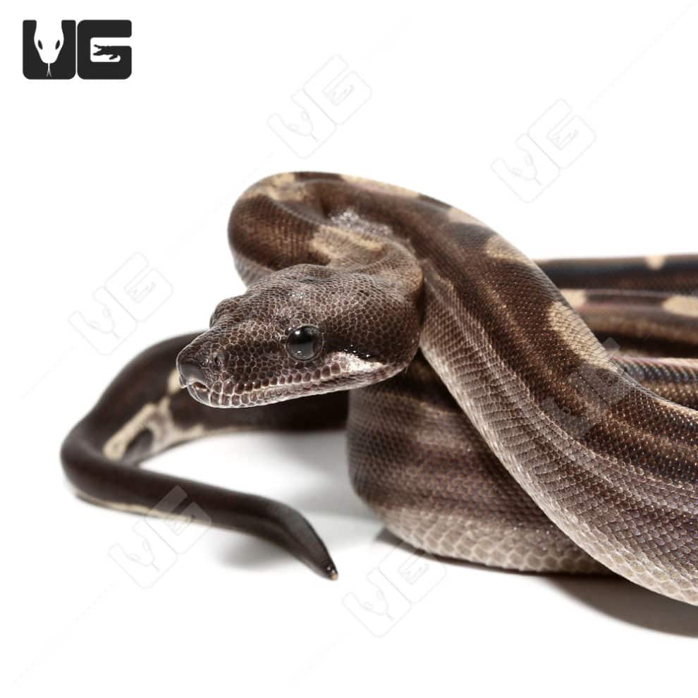 Baby Baby Enchi Firefly Hypo Ball Python For Sale - Underground Reptiles
