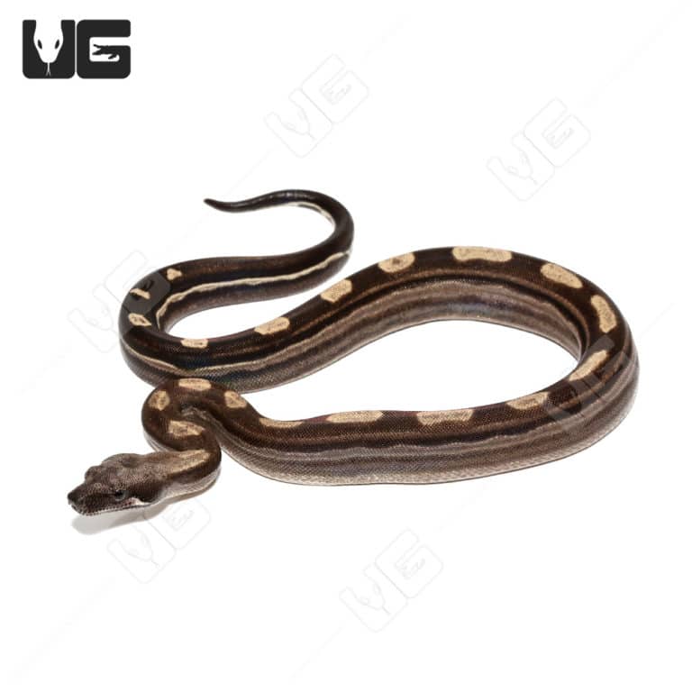 Baby Baby Enchi Firefly Hypo Ball Python For Sale - Underground Reptiles